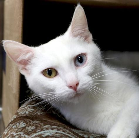 565 Best Adoptable Cats and Kittens images in 2020 | Cats, kittens ... 565 Best Adoptable Cats and Kittens images in 2020 | Cats, kittens ...
