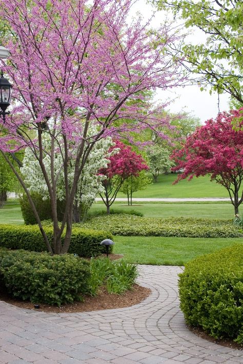 Top 10 Dwarf Ornamental Trees For The Landscape With Images Ornamental Trees Landscaping