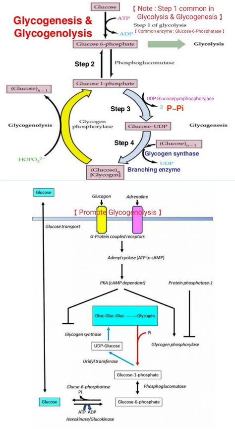 25 Biochemistry Cycles Ideas Biochemistry Cycle Biochemistry Notes