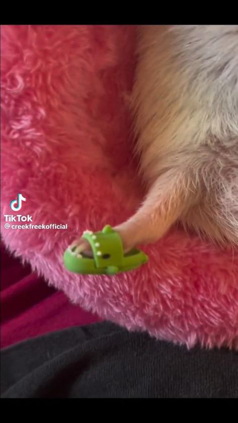 Pin Auf Cute Video Löwe