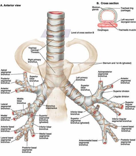 Bronchial Tree Anatomy Bronchoscopy