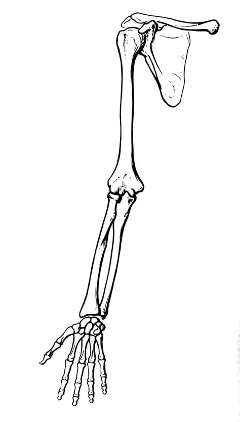 Half Body Half Skeleton Drawing