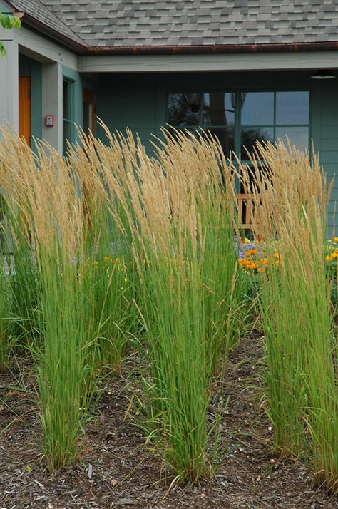 9 Best Tall Decorative Grasses For Colorado Ideas Ornamental Grasses Grasses Garden Outdoor