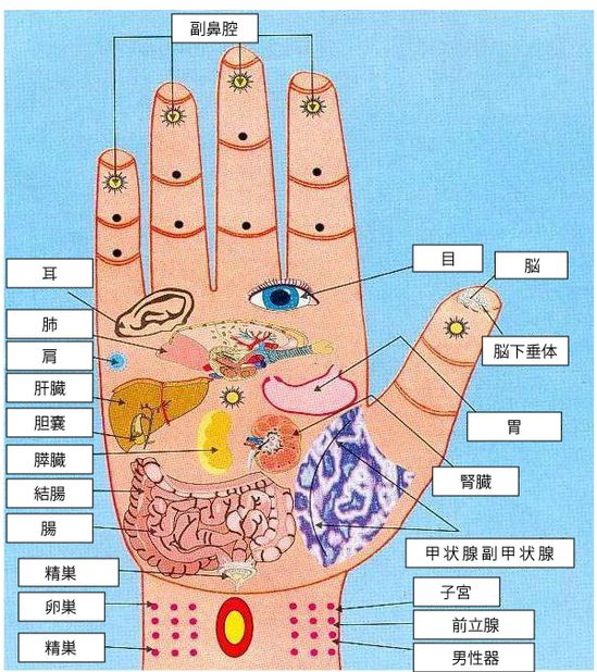 【精子の構造】 先体には ・ヒアルロニダーゼ → 放線冠を離散 ・アクロシン → 透明帯を融解 が含まれます 精子が卵細胞膜に融合すると、卵細胞の表層に貯えられたcaイオンが放出され、透明帯が