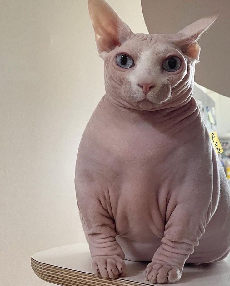 ˗ˏˋ꒰🍥 ꒱ Cute Hairless Cat Pretty Cats Silly Cats
