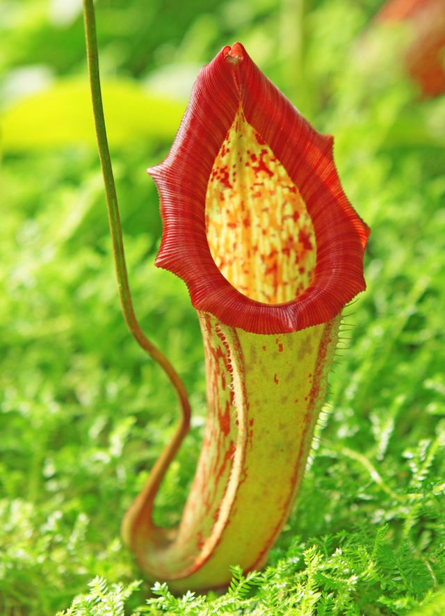 7 Creepy Carnivorous Plants Carnivorous Plants Insect Eating Plants Eating Plant