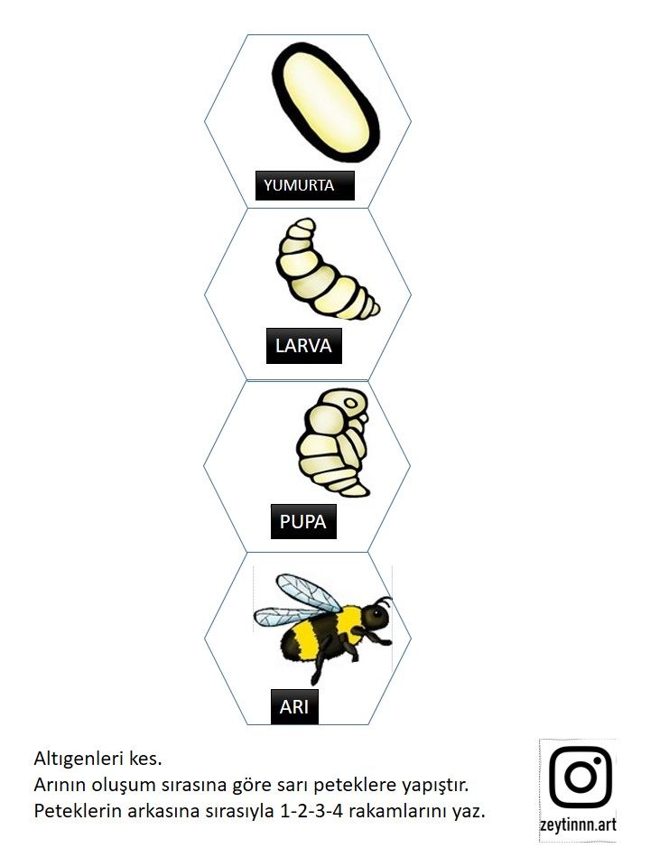 Life Cycle Of A Honey Bee Yaşam Döngüsü Anaokulu öncesi Etkinlikleri