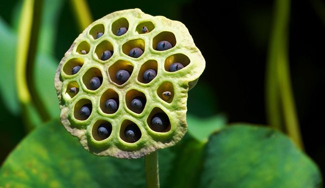 Whos Afraid Of A Cluster Of Holes 16 Percent Of People Phobia Of