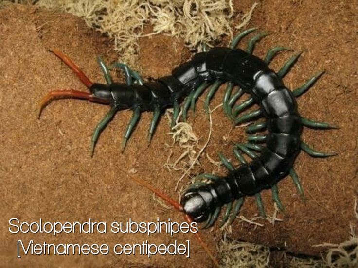 Scolopendra Subspinipes Vietnamese Centipede Centipede Millipede Bugs And Insects