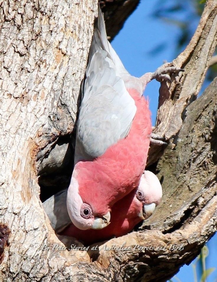 Pin By Em Mcclure On Birds Australian Birds Birds Bird