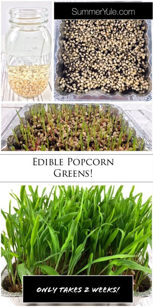 How Do You Grow Popcorn Grass Grow Popcorn Growing Corn Popcorn Seeds