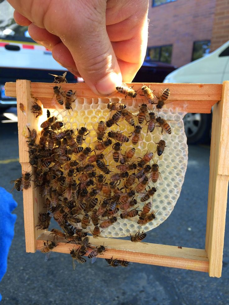 Eco Bee Box Chubak Hive Bee Sanctuary Langstroth Top Bar Bee Hives Diy Bee Boxes Bee
