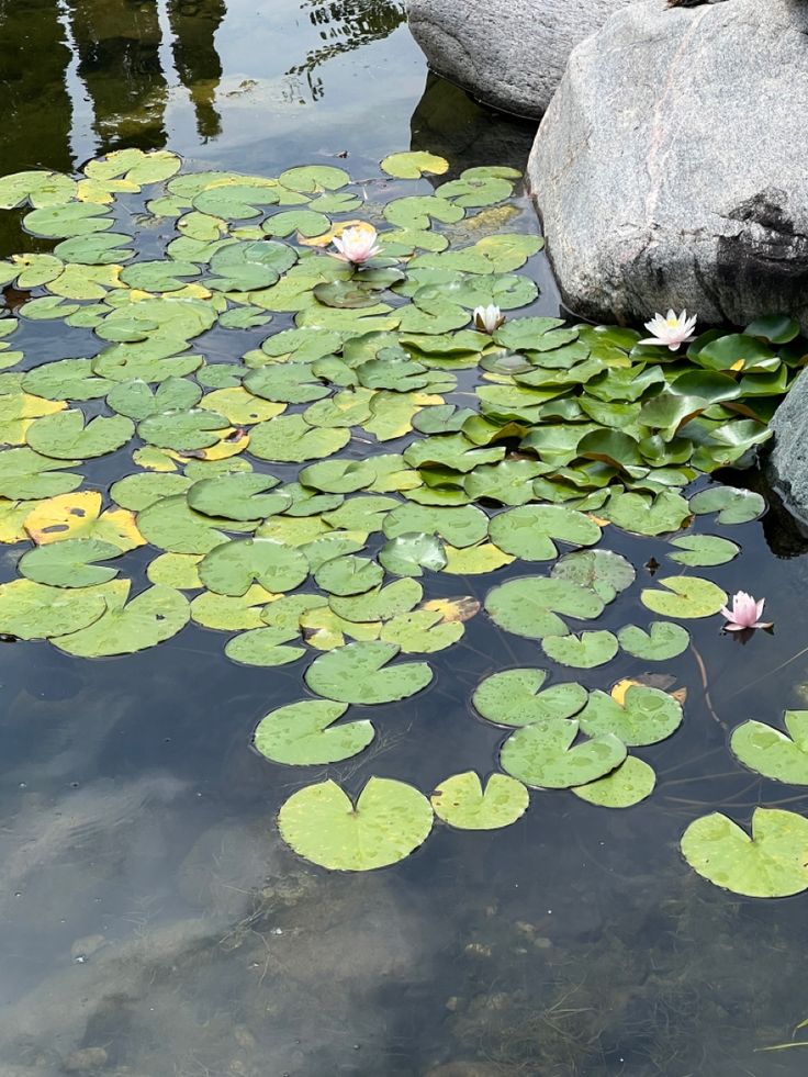 Lily Pads Lily Pads Lily Nature Photos