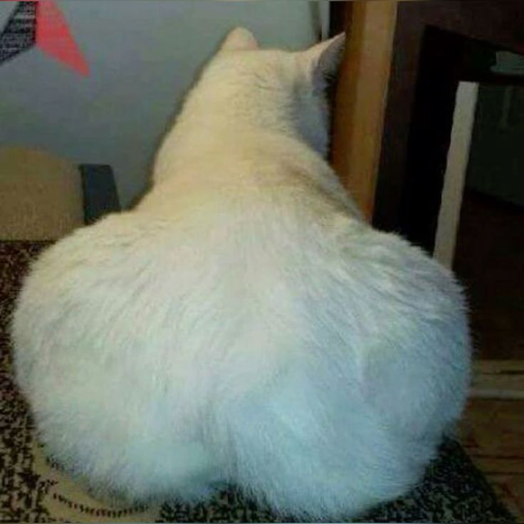 Pin By Shalopai On 🐈⬛cats Fama🐈 Cat Memes Cute Cats Funny Cute Cats