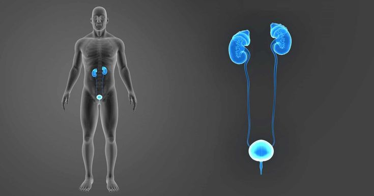 La Cystite Interstitielle Ou Le Syndrome De La Vessie Douloureuse