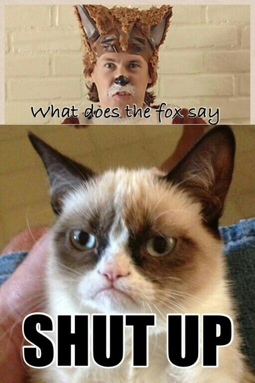 343 Best Grumpy Cat Images On Pinterest Funny Things Chistes And