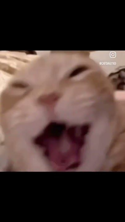 Cat Laughing Meme Laugh Meme Funny Cat Memes Laughing Cat