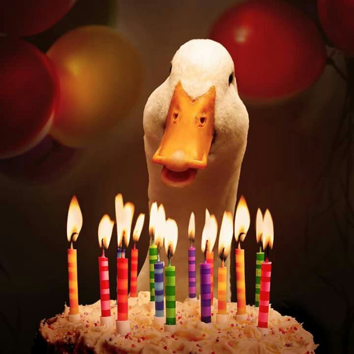 Happy Birthday Duck Funny Happy Birthday Images Singing Happy Birthday Happy Birthday Mom Meme