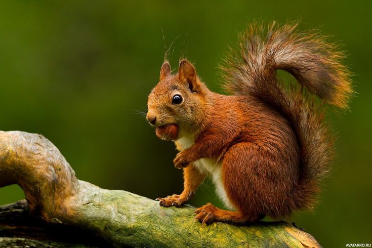 Nutkin the Squirrel Nutkin the Squirrel