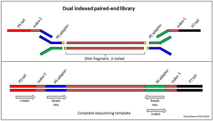 Demultiplexing Dual Indexed Miseq Fastq Files Seqanswers Data Science Next Generation