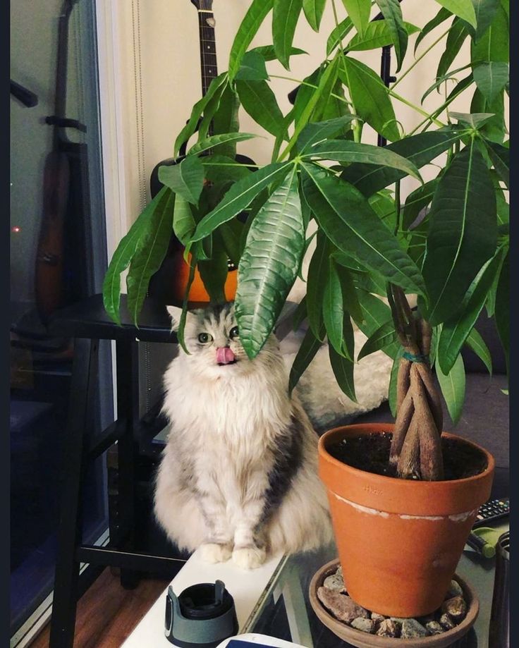 15 Low Maintenance Plants That Are Safe For Cats ⋆ 2020 1000 In 2020 Cat Safe Plants Cat