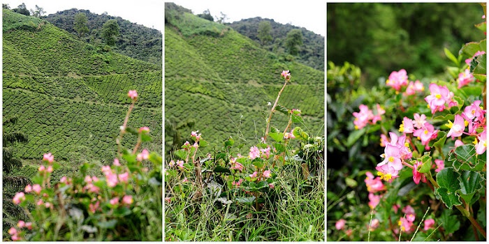 Cooling Cameron Highlands Cameron Highlands Cameron Highlander