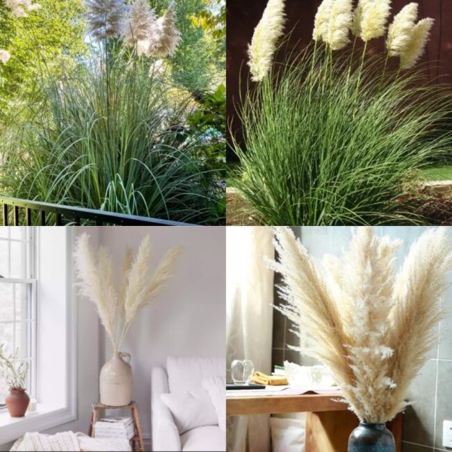 Pampas Grass Cortaderia Selloana Complete Guide Cortaderia Selloana Cortaderia Pampas Grass