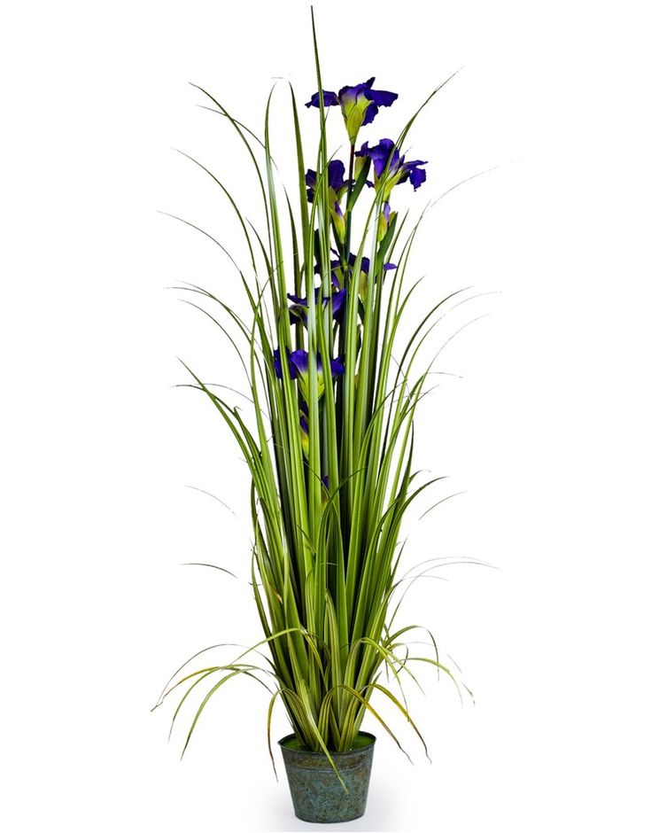 Artificial Ornamental Iris In Galvanised Pot Faux Botanical 155 Cm Tall Ornamental Grasses
