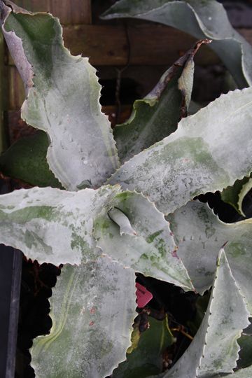 Agave Gypsophila Marginata Margined Gypsum Century Plant Cacti And Succulents Plants Agave
