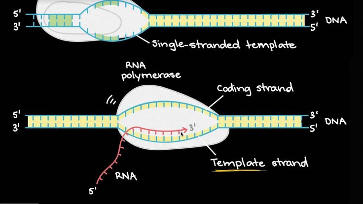 Transcription And Mrna Processing Biomolecules Mcat Khan Academy