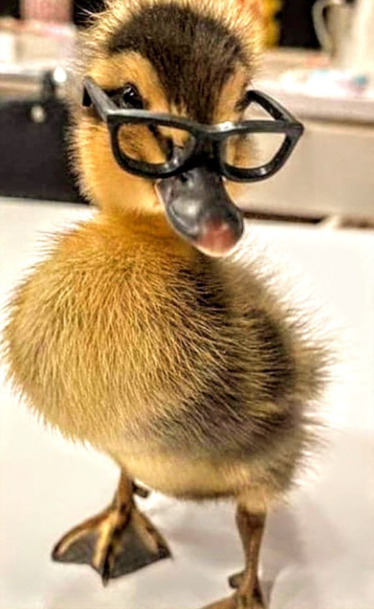 A Duck Wearing Glasses Sitting On Top Of A Counter