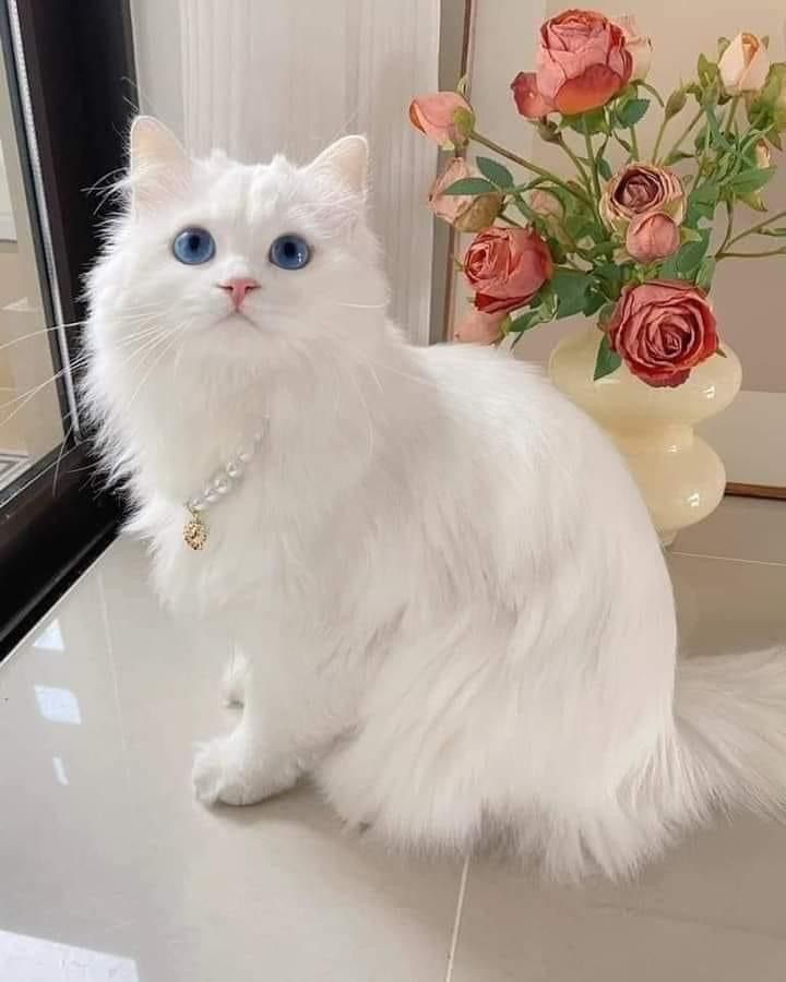 Adorable White Cat with Blue Eyes Adorable White Cat with Blue Eyes