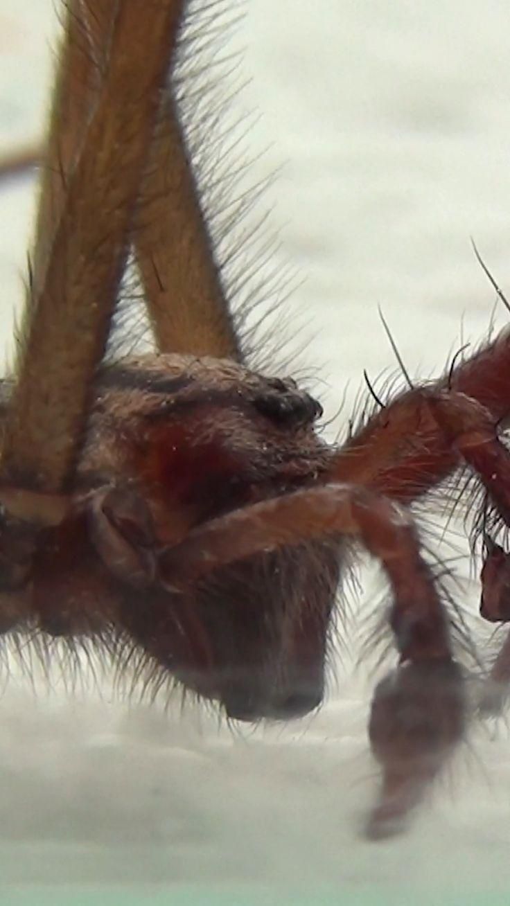 Hobo Spider Prevention Tips Hobo Spider Prevention Tips