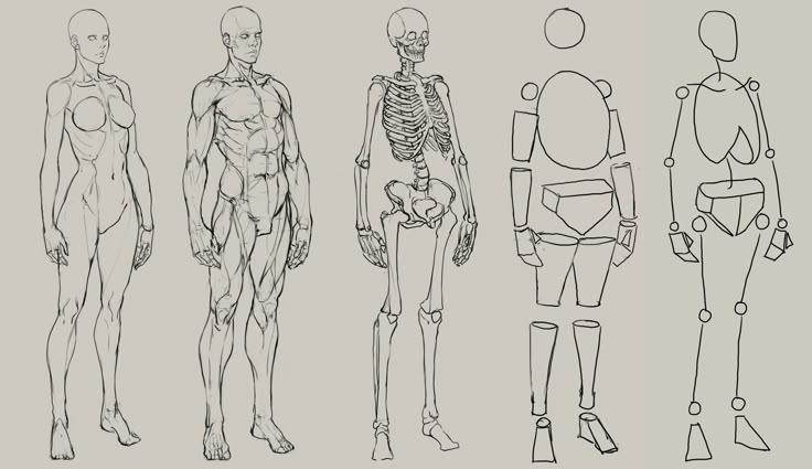 Artstation 20161015 Namgwon Lee Anatomy Art Human Anatomy Drawing Human Anatomy Art