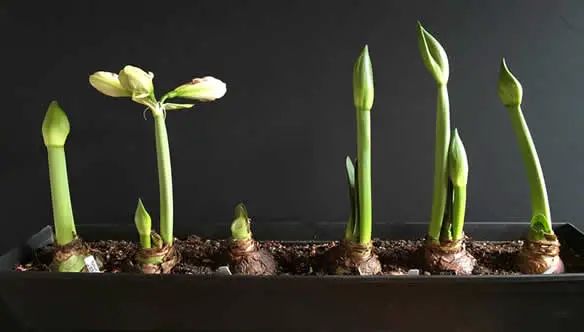 Hack The Amaryllis Life Cycle. Using Amaryllis Growth Stages – How Does ... Hack The Amaryllis Life Cycle. Using Amaryllis Growth Stages – How Does ...