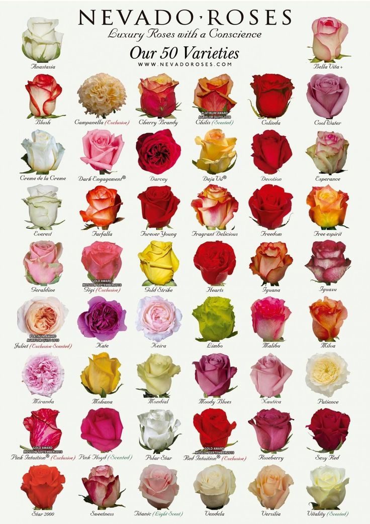 Pin By Noelani On Rose Types Of Flowers Rose Varieties Types Of Roses
