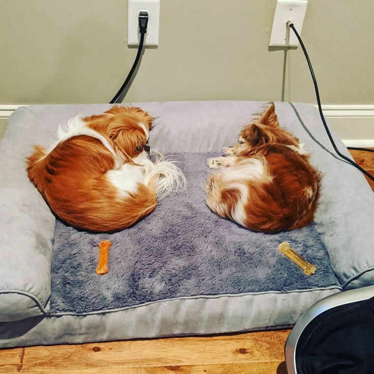 Two Red Heads In A Bed