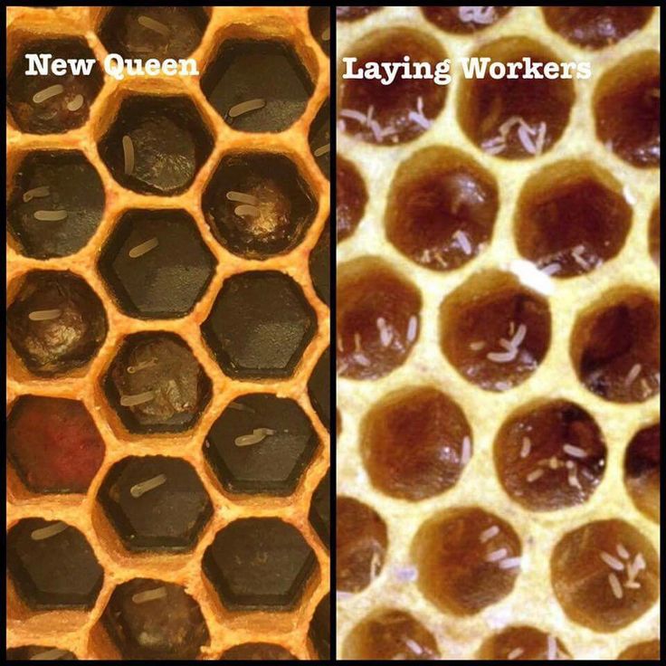 New Queen Laying More Than One Egg Compared To Laying Workers Laying Multiple Eggs