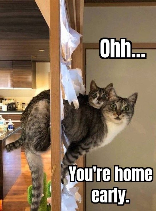Relatable Cat Memes Catmeme Catmemes Famous Memes Viral Cat Memes Viral Trending