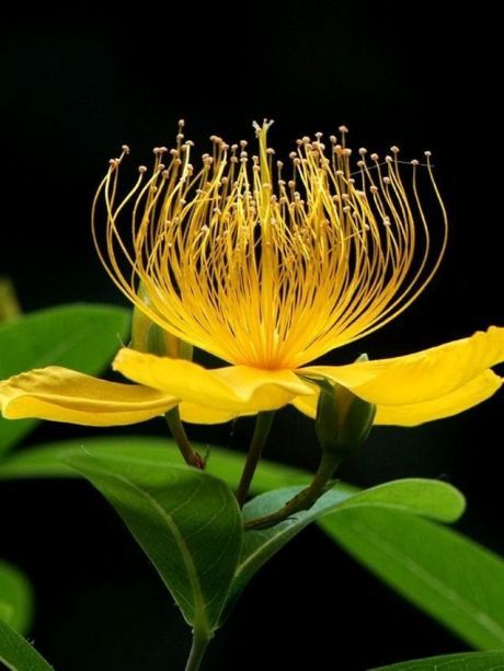Pin On Flores Espectaculares Y Hermosas