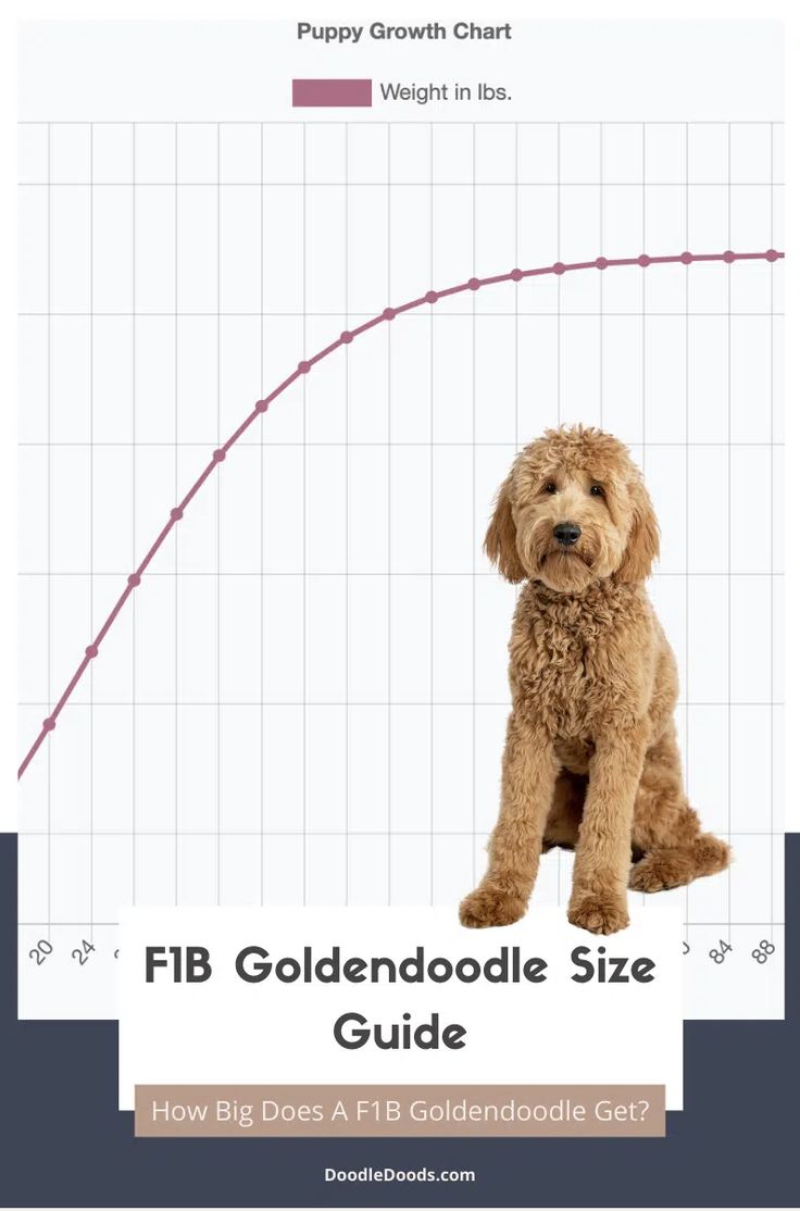 F1B Goldendoodle Size Guide F1B Goldendoodle Size Guide