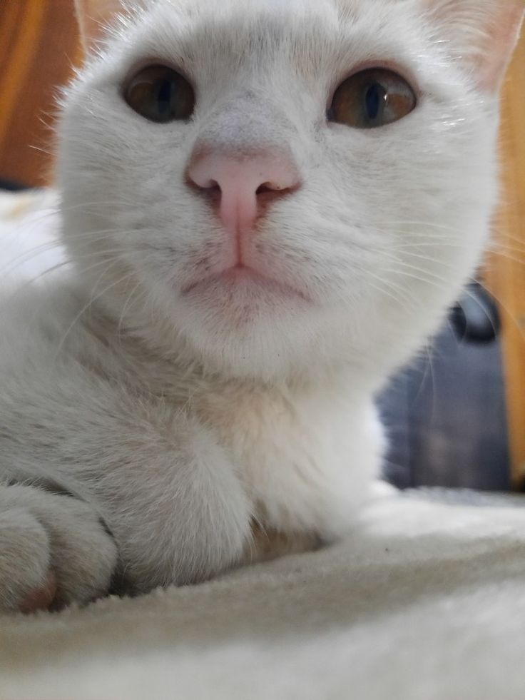 Adorable White Cat Adorable White Cat