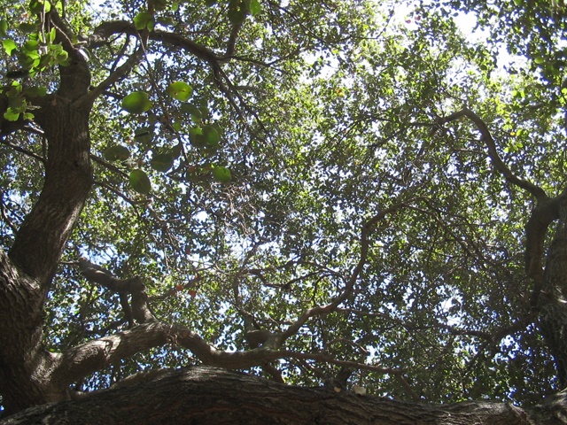 Looking Up At The California Oak Trees Tree Garden Plants