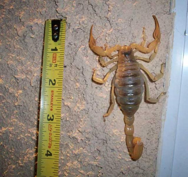 The Most Common Types Of Scorpions In Arizona Scorpions In Arizona Arizona Living In Arizona