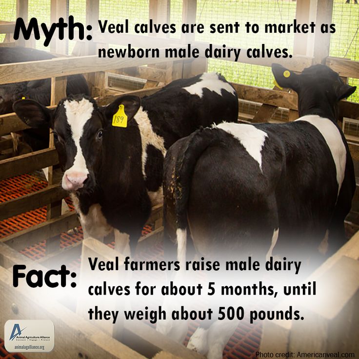 Myth Veal Calves Are Sent To Market As Newborn Male Dairy Calves Fact Farmers Raise Male