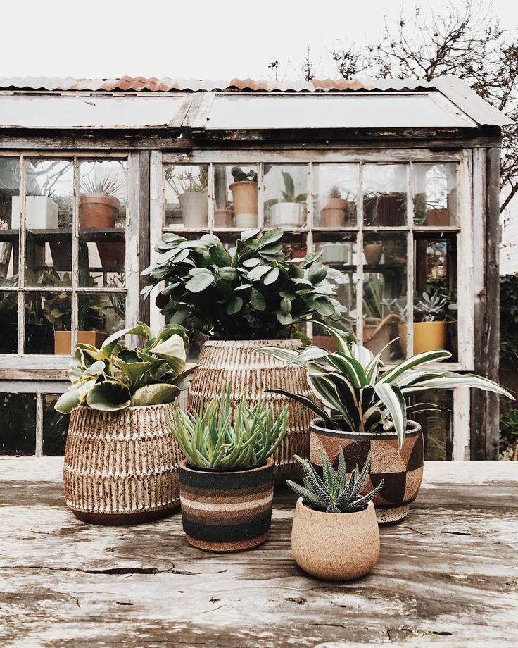 Several Potted Plants Sitting On Top Of A Wooden Table In Front Of A Window