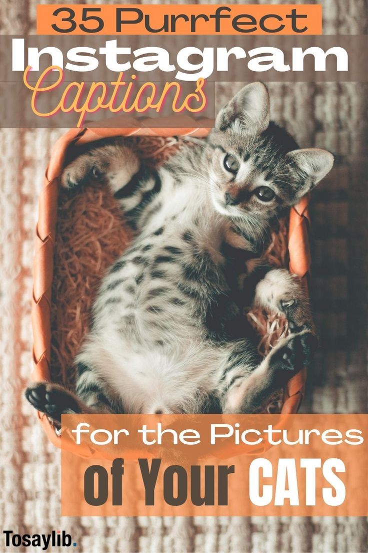 35 Purrfect Instagram Captions For The Pictures Of Your Cats Tosaylib