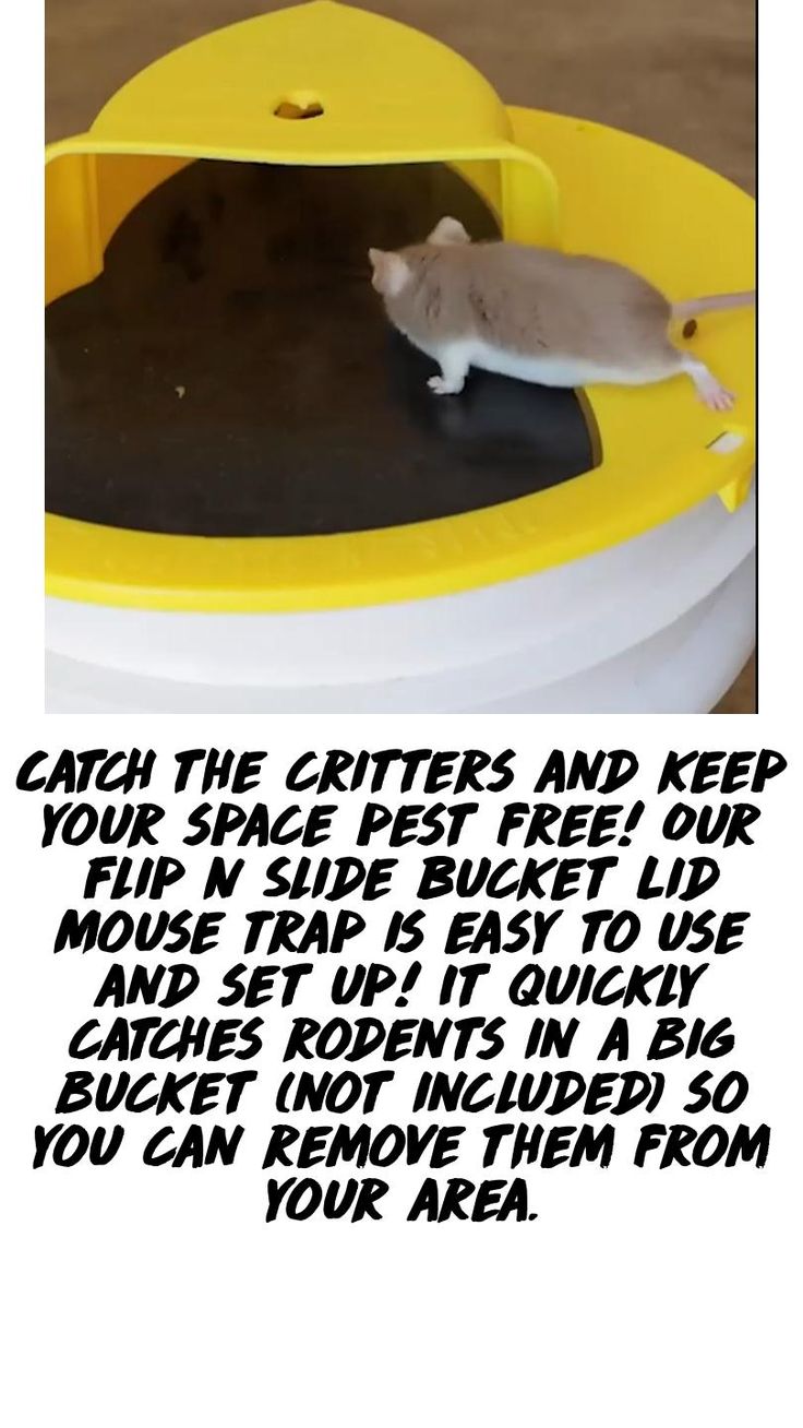 Flip N Slide Bucket Lid Mouse Trap | Mouse traps, Easy diy hacks, Diy ... Flip N Slide Bucket Lid Mouse Trap | Mouse traps, Easy diy hacks, Diy ...