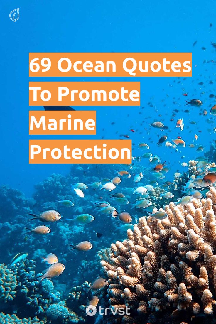 103 Ocean Quotes That Capture Its Beauty And Power 2024 Ocean Quotes Marine Life Quote Sea