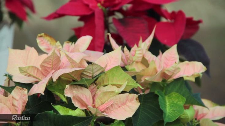 Comment Cultiver Et Entretenir Létoile De Noël Etoile De Noel